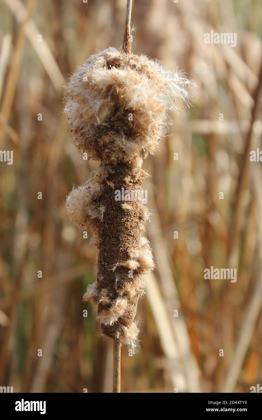 Beautiful fall day and bulrush, cattails, reeds, typha, and punks at ...