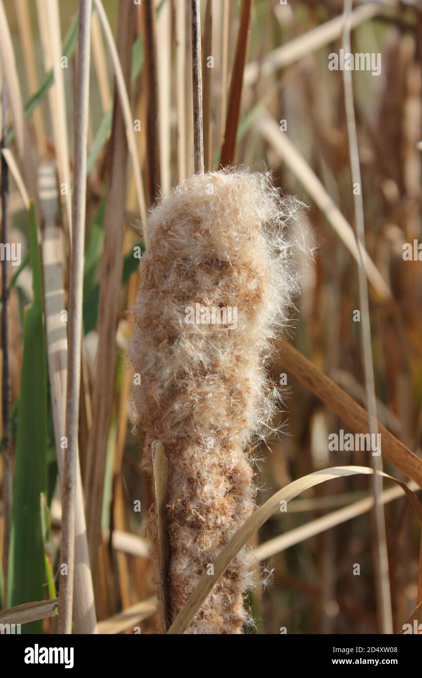 Beautiful fall day and bulrush, cattails, reeds, typha, and punks at ...