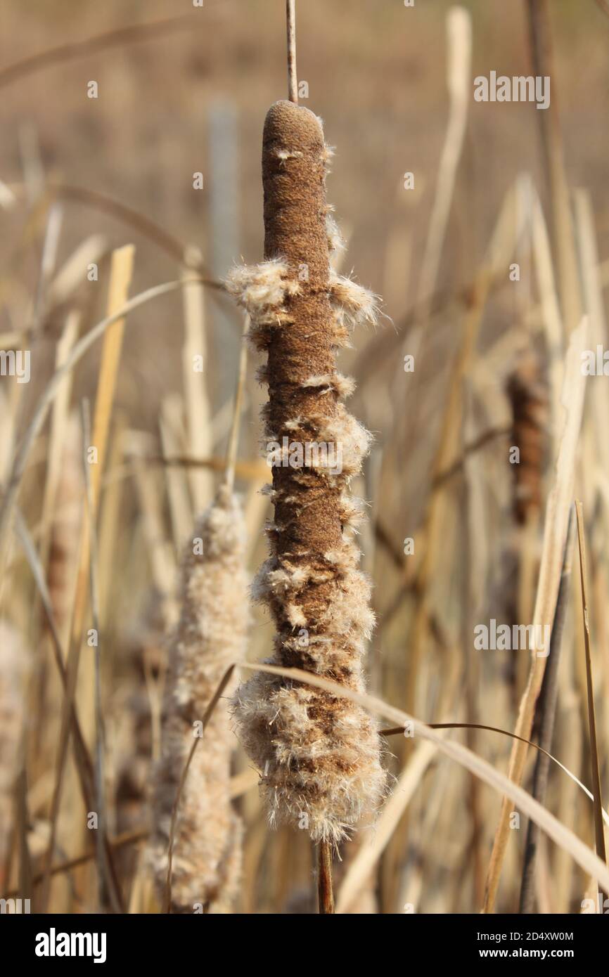 Beautiful fall day and bulrush, cattails, reeds, typha, and punks at ...