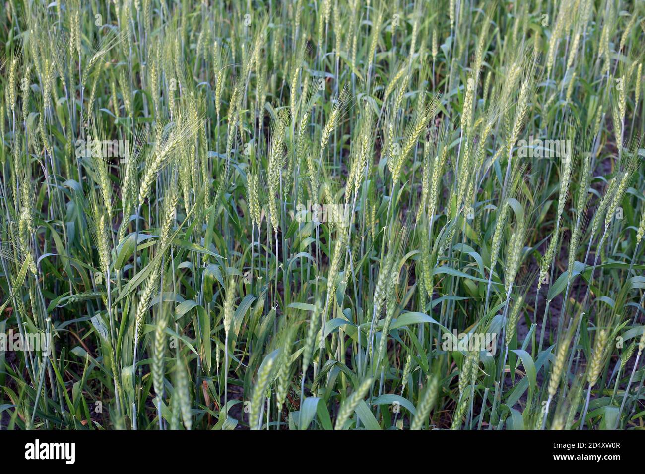 Best of green screen hi-res stock photography and images - Alamy