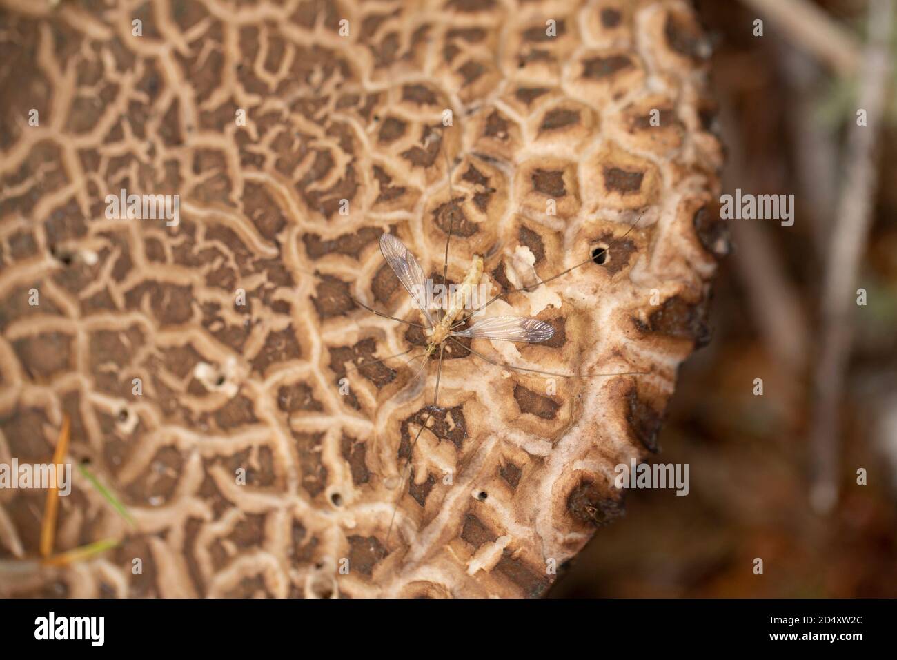 Top of mushroom texture cracks and valleys Stock Photo - Alamy