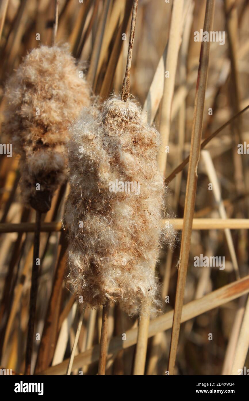 Beautiful fall day and bulrush, cattails, reeds, typha, and punks at ...