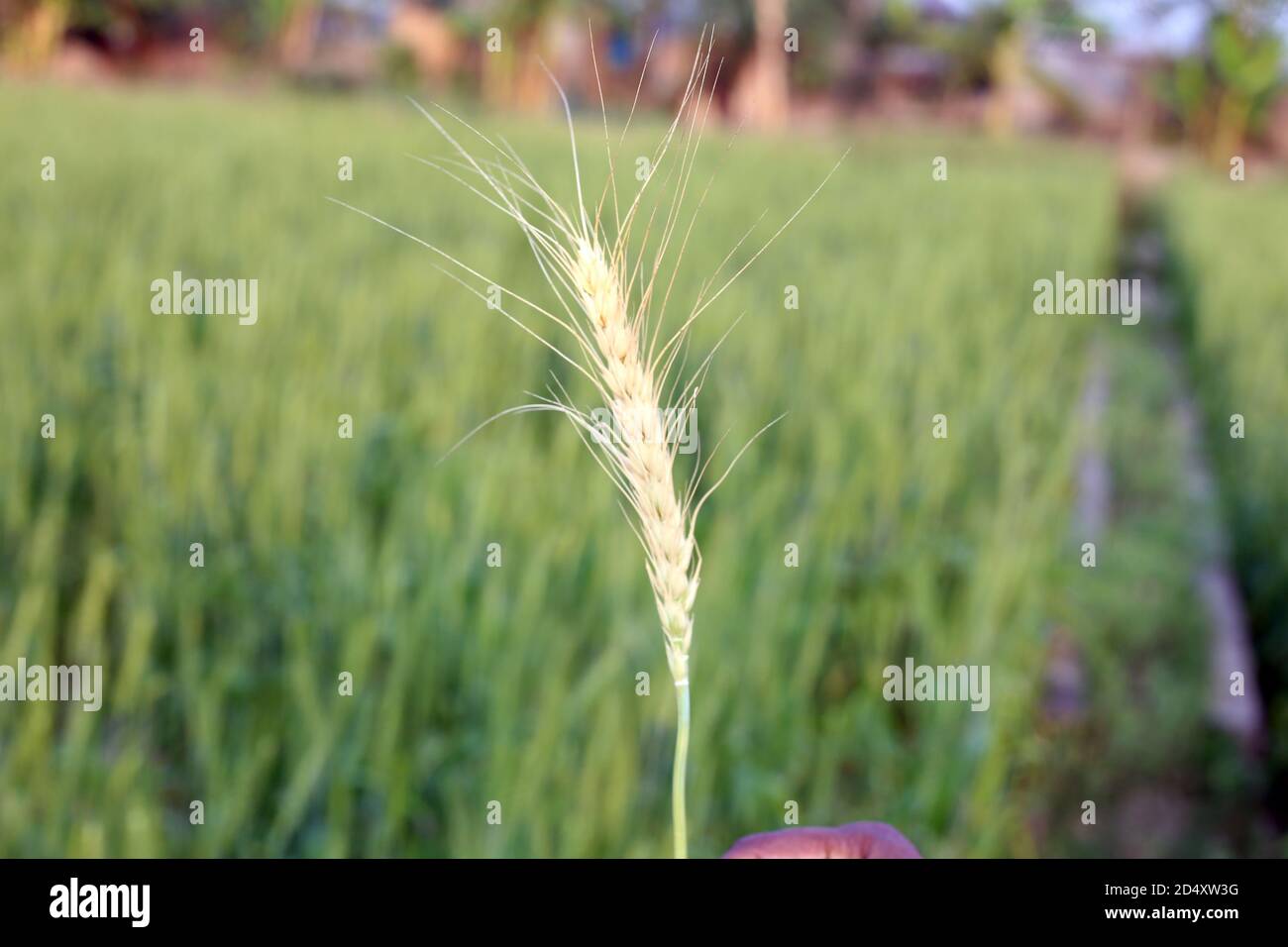 Green Wheat growing on the field Stock Photo - Alamy