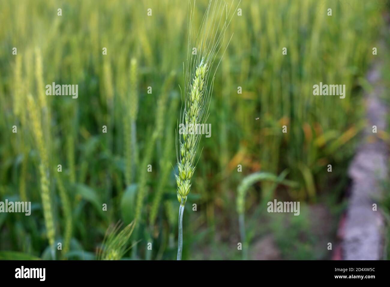 Free green screen hi-res stock photography and images - Alamy