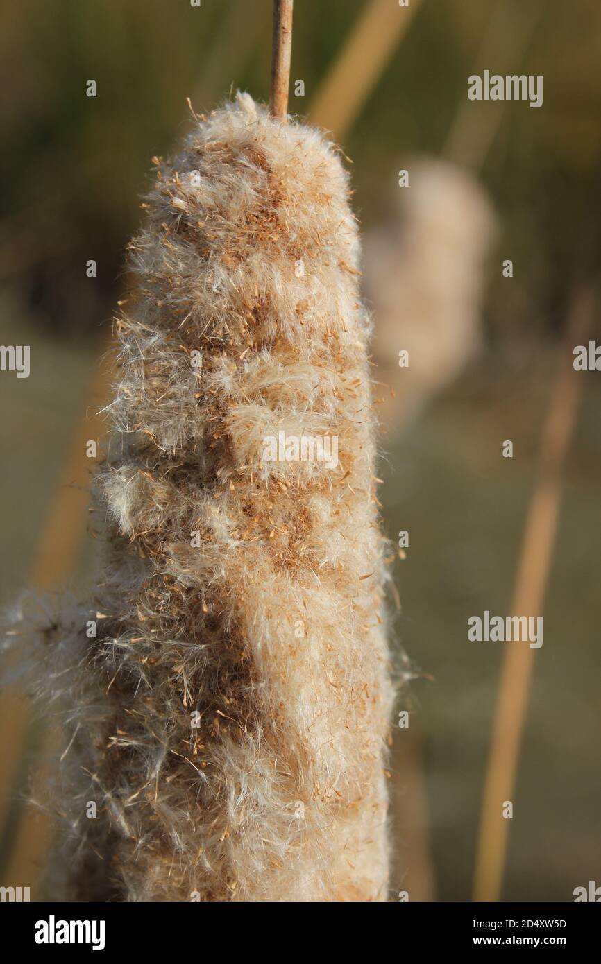 Beautiful fall day and bulrush, cattails, reeds, typha, and punks at ...