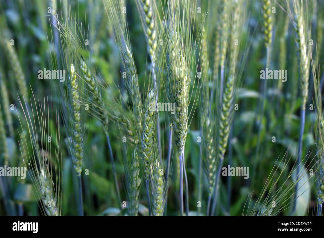 Free green screen hi-res stock photography and images - Alamy