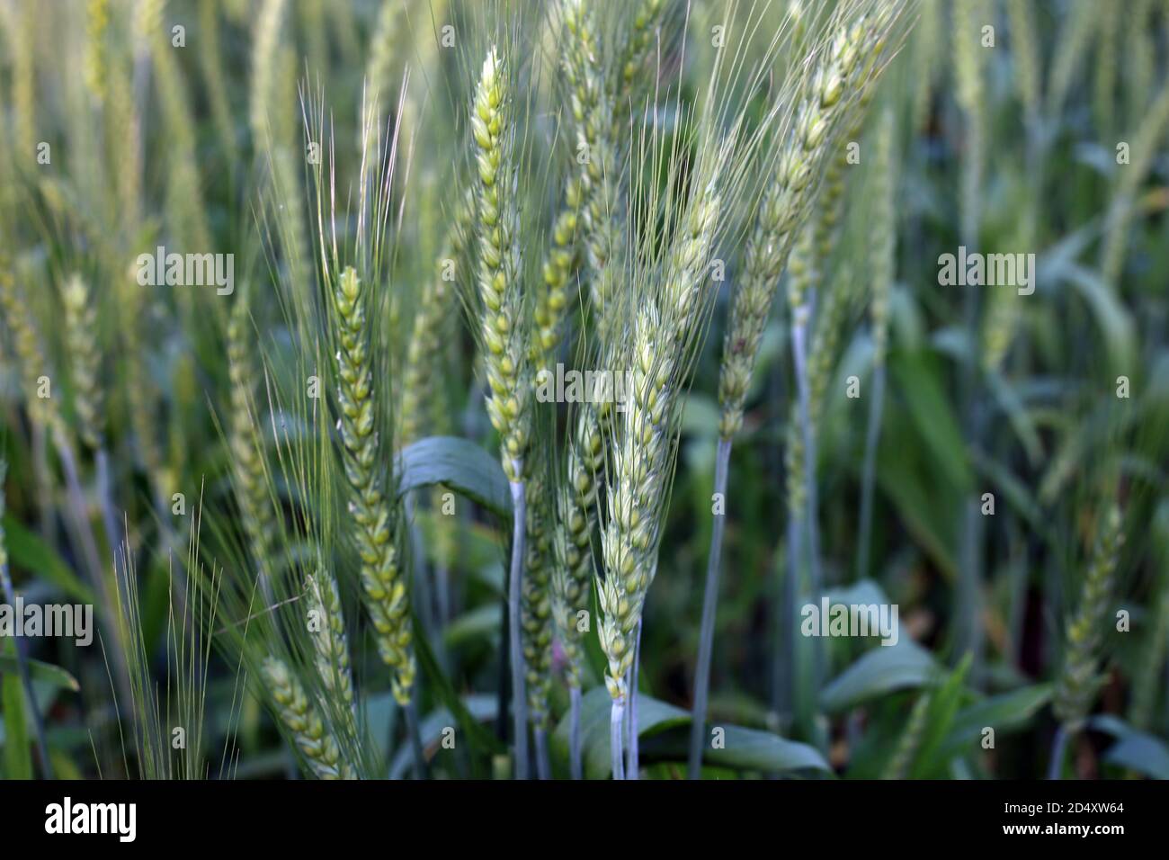 Green Wheat growing on the field Stock Photo - Alamy