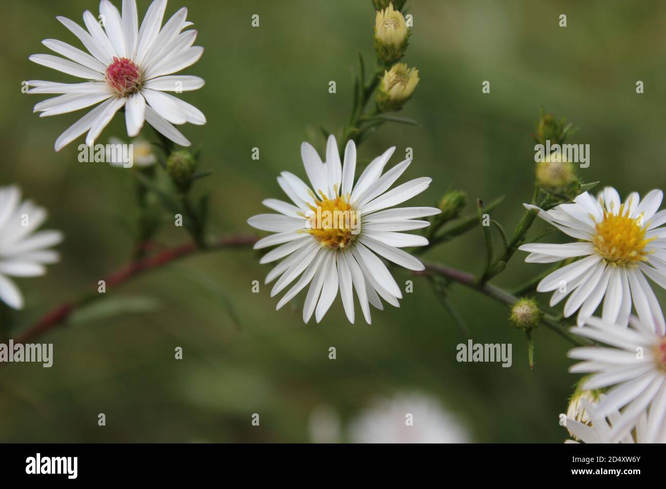 Wild white daisy wild flowers growing in the meadow Stock Photo - Alamy