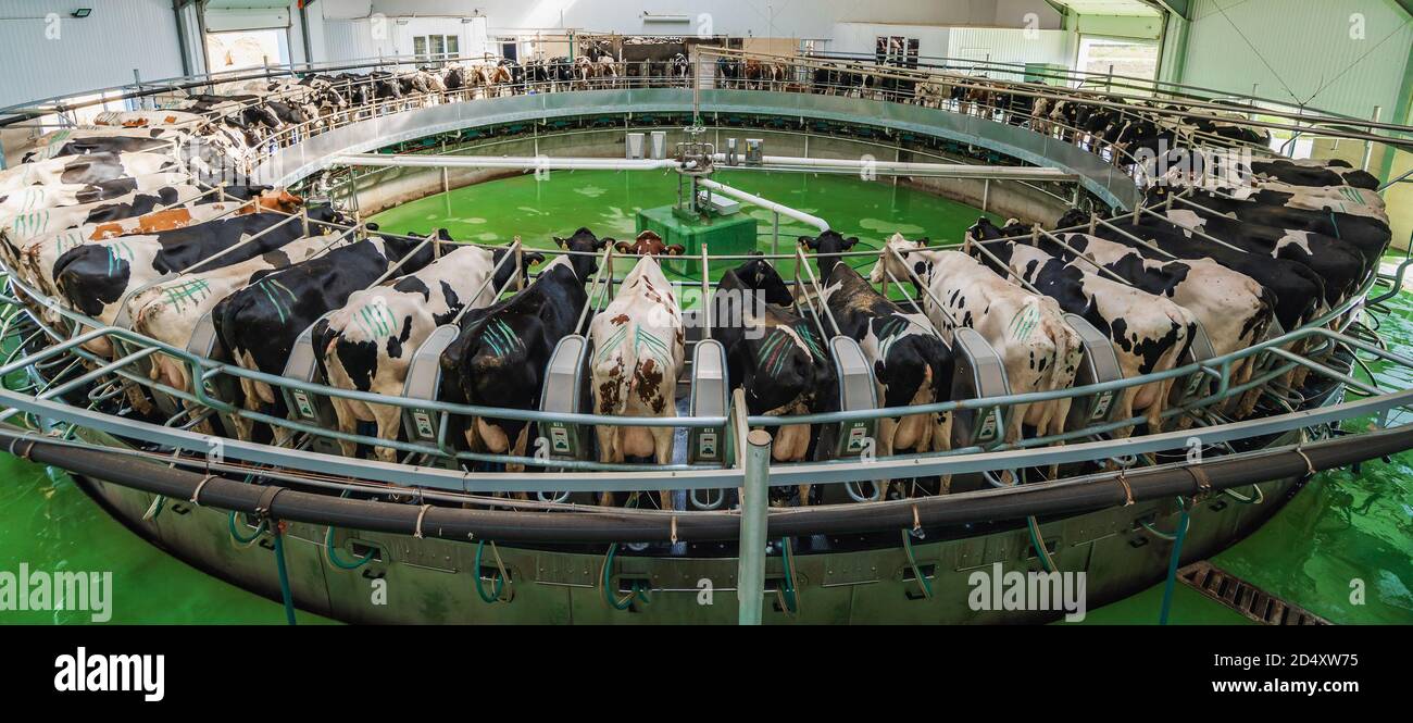 Panorama of Cows on milking machine in dairy farm Stock Photo - Alamy