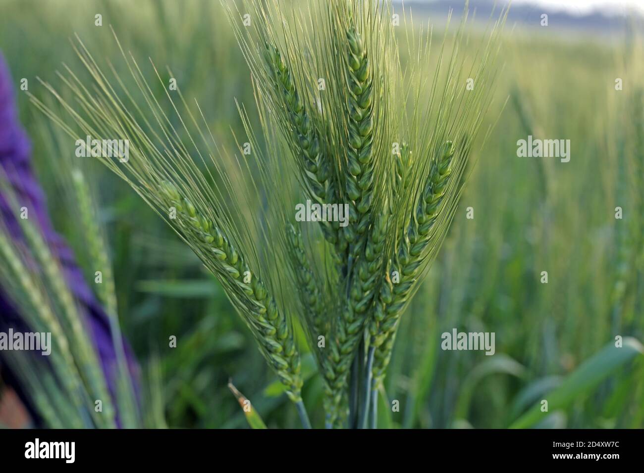 Simple green field agriculture hi-res stock photography and images - Alamy