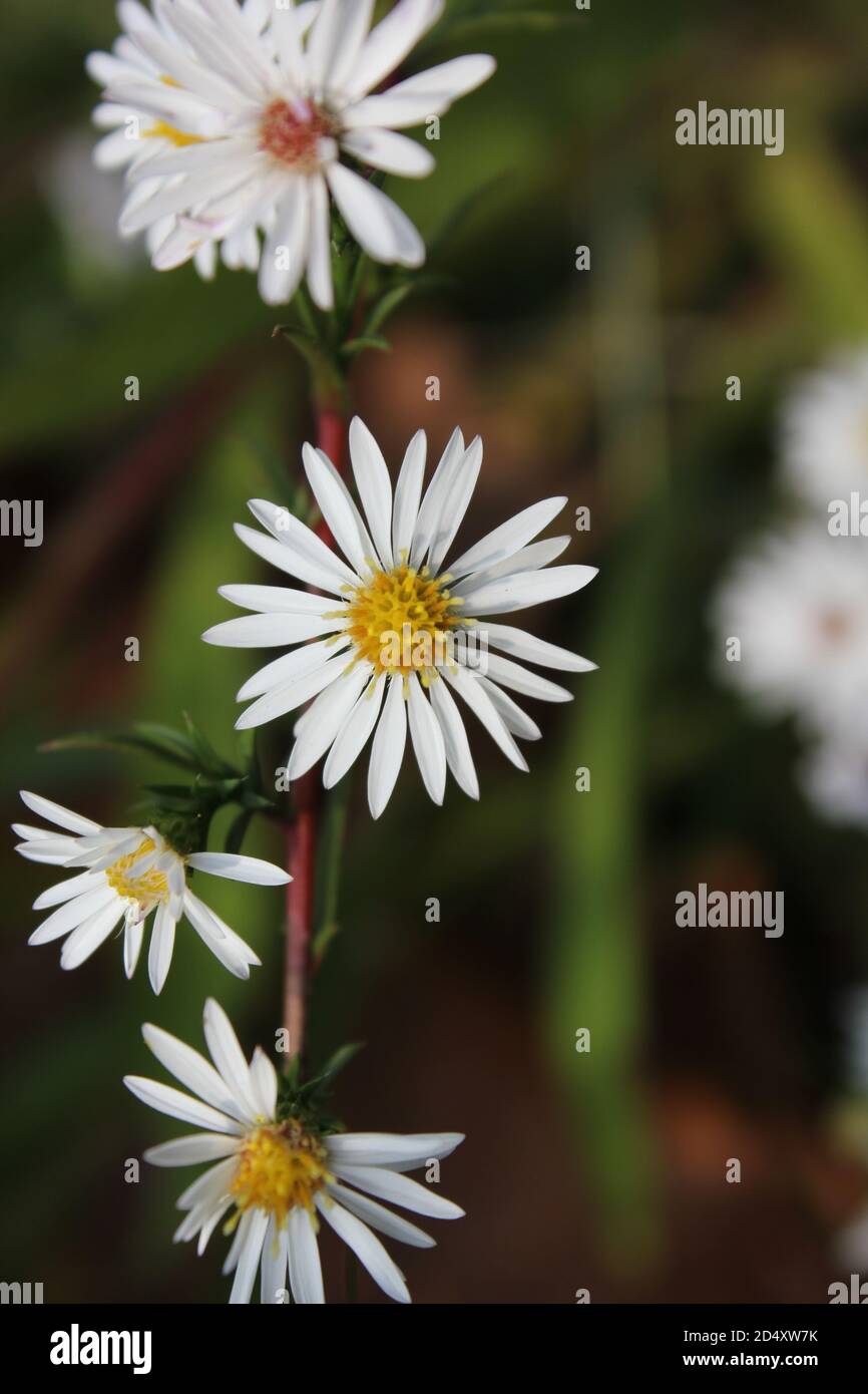 Wild white daisy wild flowers growing in the meadow Stock Photo - Alamy