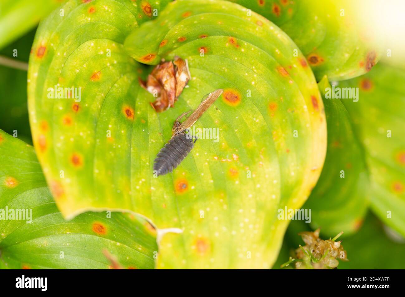 Grey segmented bug on a broad green loaf with orange spots and a hole ...