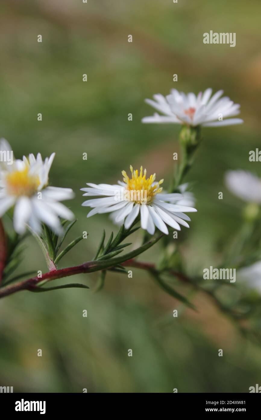 Wild white daisy wild flowers growing in the meadow Stock Photo - Alamy