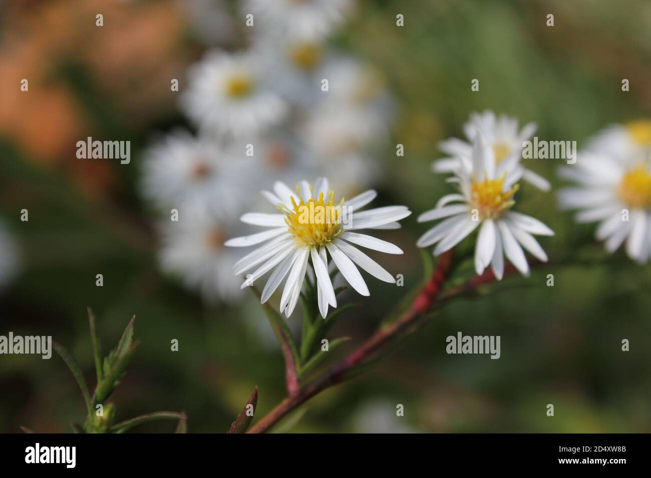 Wild white daisy wild flowers growing in the meadow Stock Photo - Alamy
