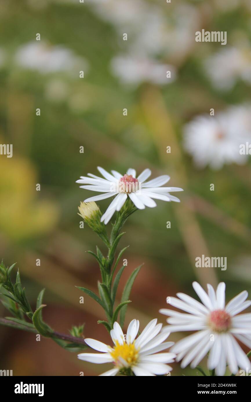 Wild white daisy wild flowers growing in the meadow Stock Photo - Alamy