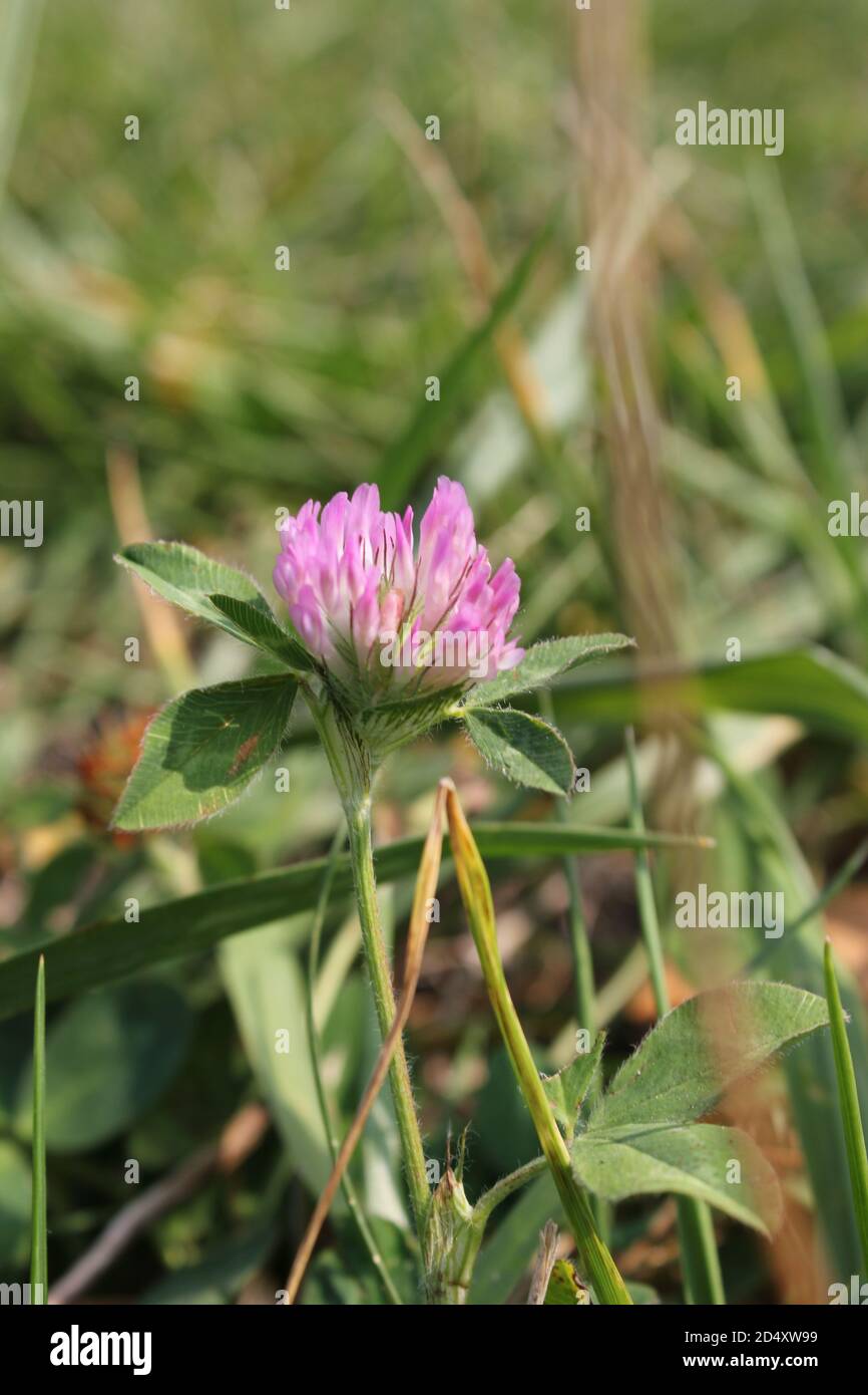 A purple clover flower flourishing on a beautiful fall day Stock Photo ...