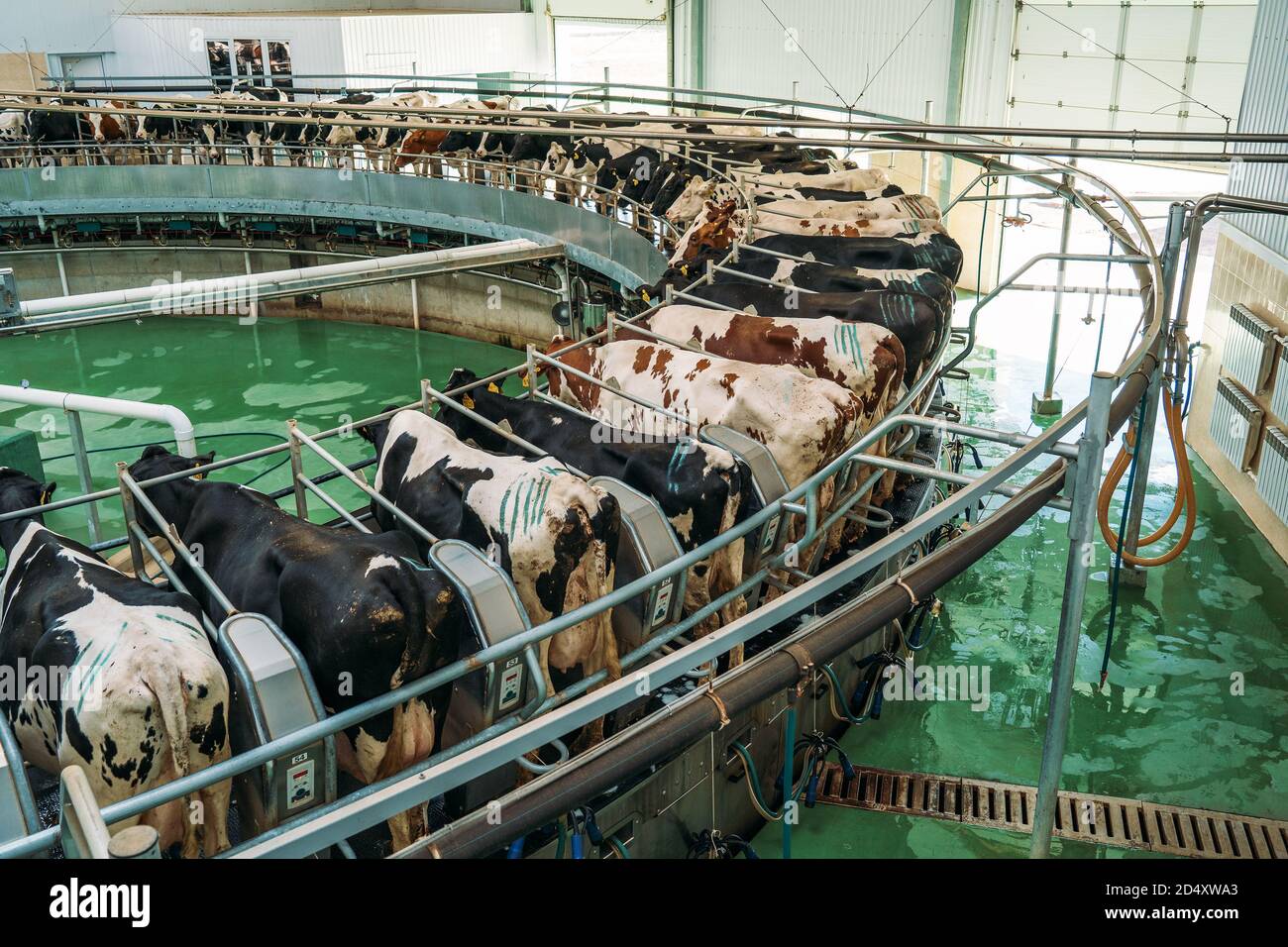 Milking cows process on automatic industrial milking system in dairy ...