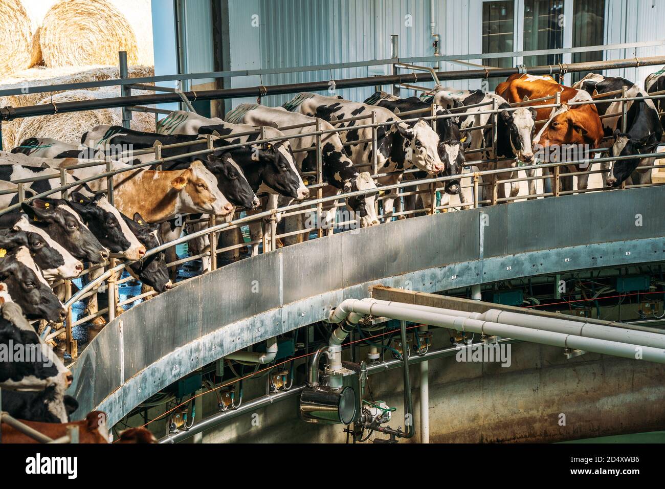 Round rotary machine for milking cows in dairy farm Stock Photo - Alamy