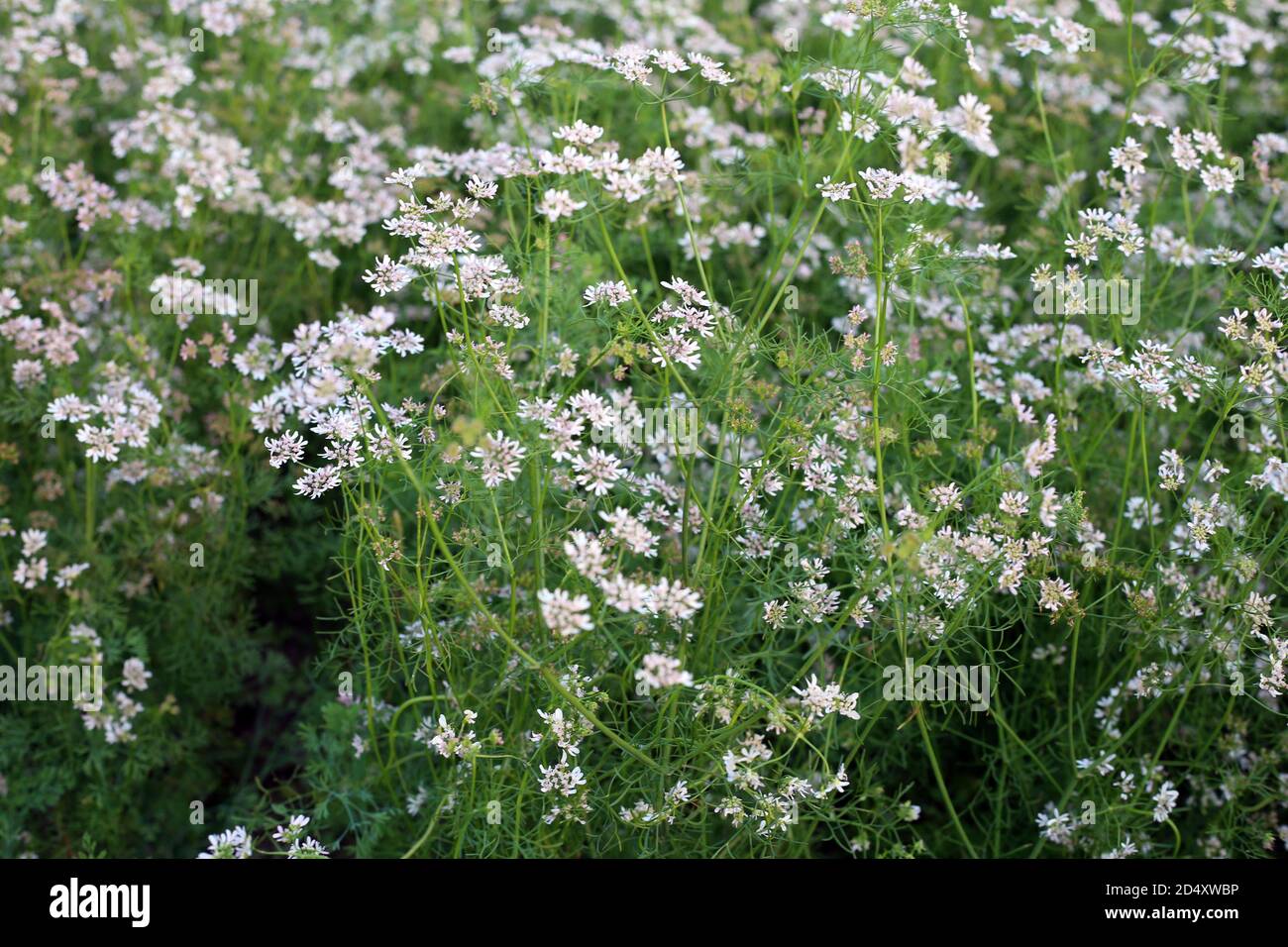 Coriander flowers and coriander agriculture fields Stock Photo - Alamy