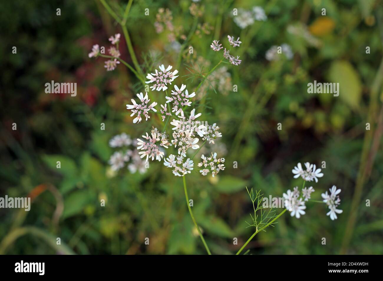 Coriander flowers and coriander agriculture fields Stock Photo - Alamy