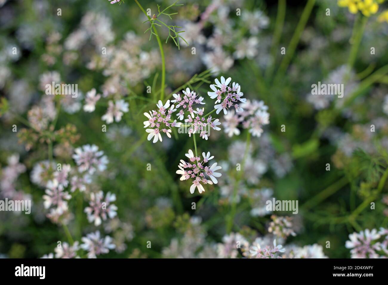Coriander flowers and coriander agriculture fields Stock Photo - Alamy