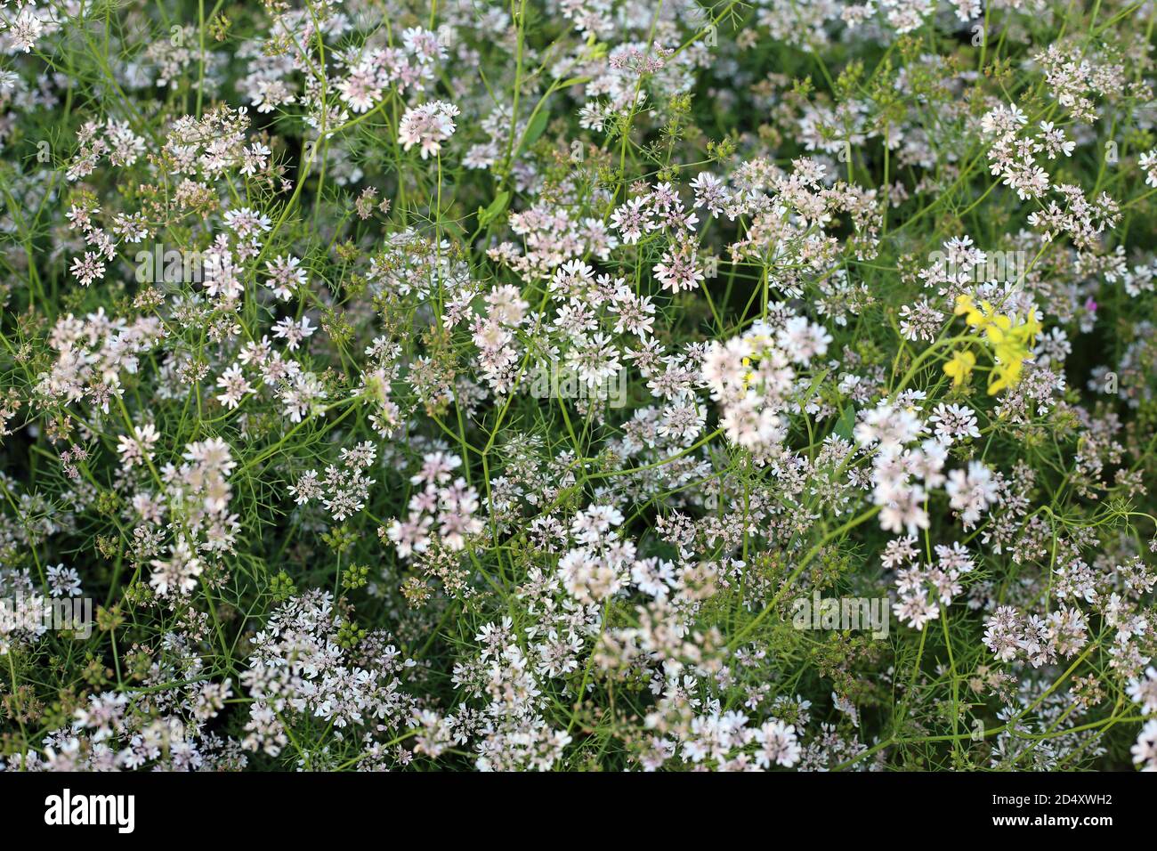 Coriander flowers and coriander agriculture fields Stock Photo - Alamy