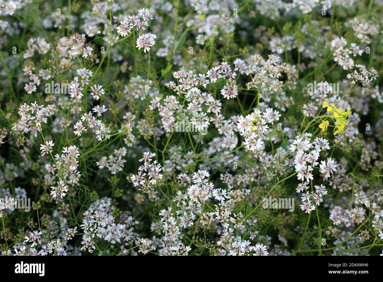 Coriander flowers and coriander agriculture fields Stock Photo - Alamy