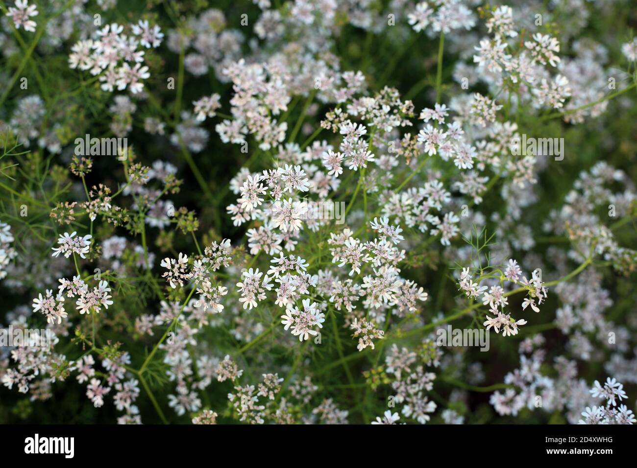 Coriander flowers and coriander agriculture fields Stock Photo - Alamy