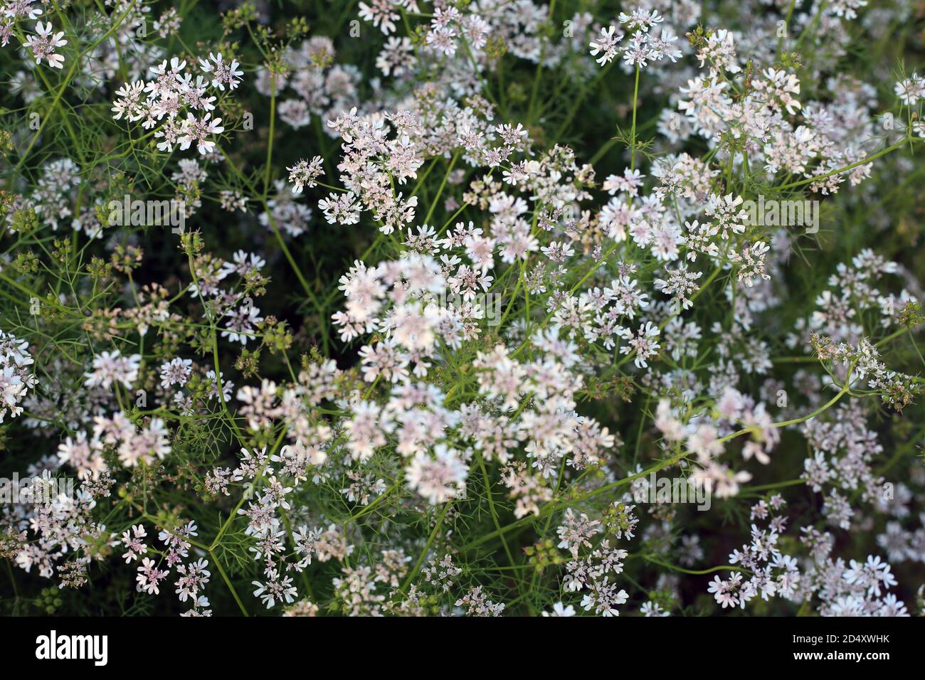 Coriander flowers and coriander agriculture fields Stock Photo - Alamy
