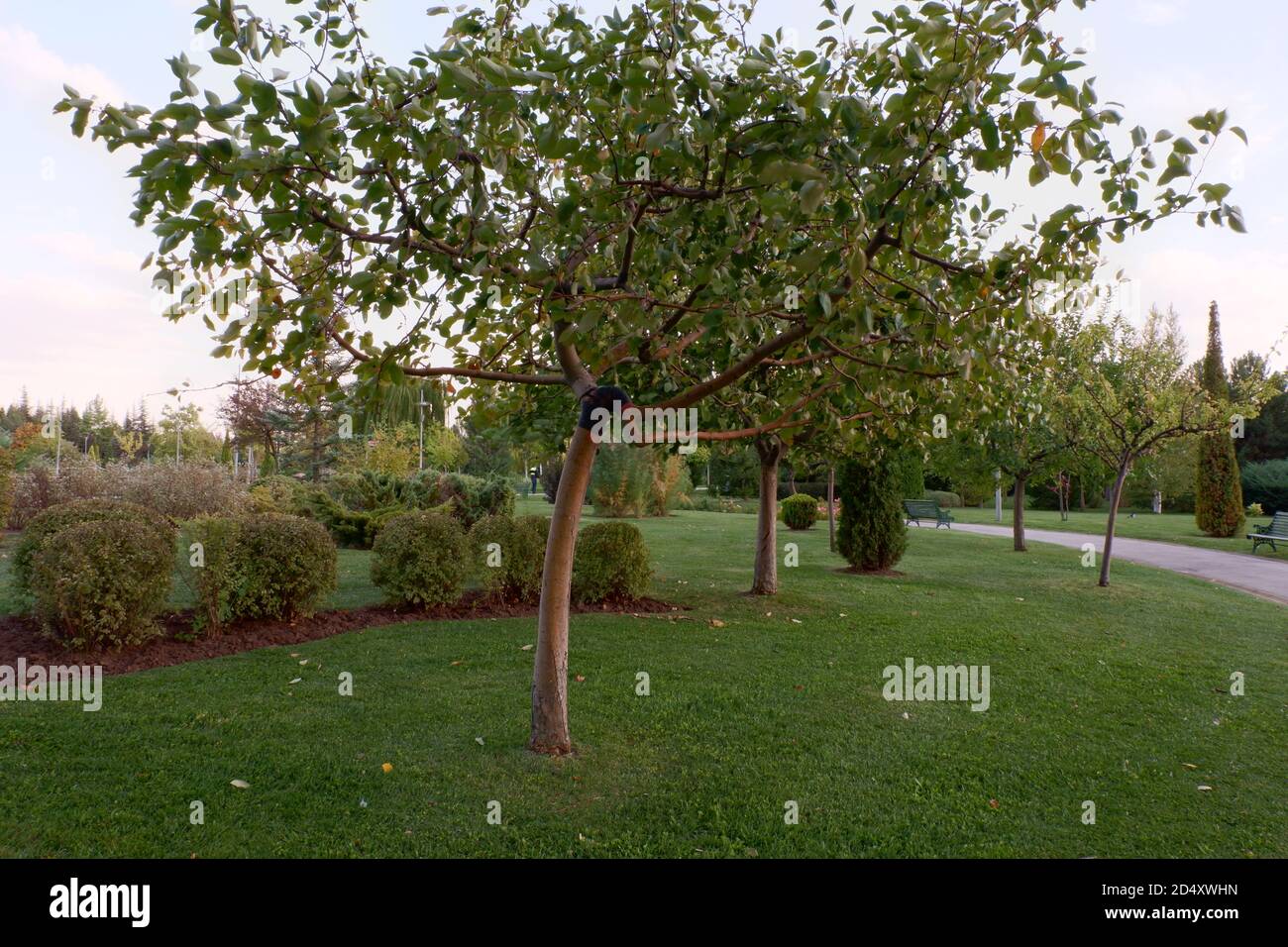 Tree at Park Stock Photo - Alamy
