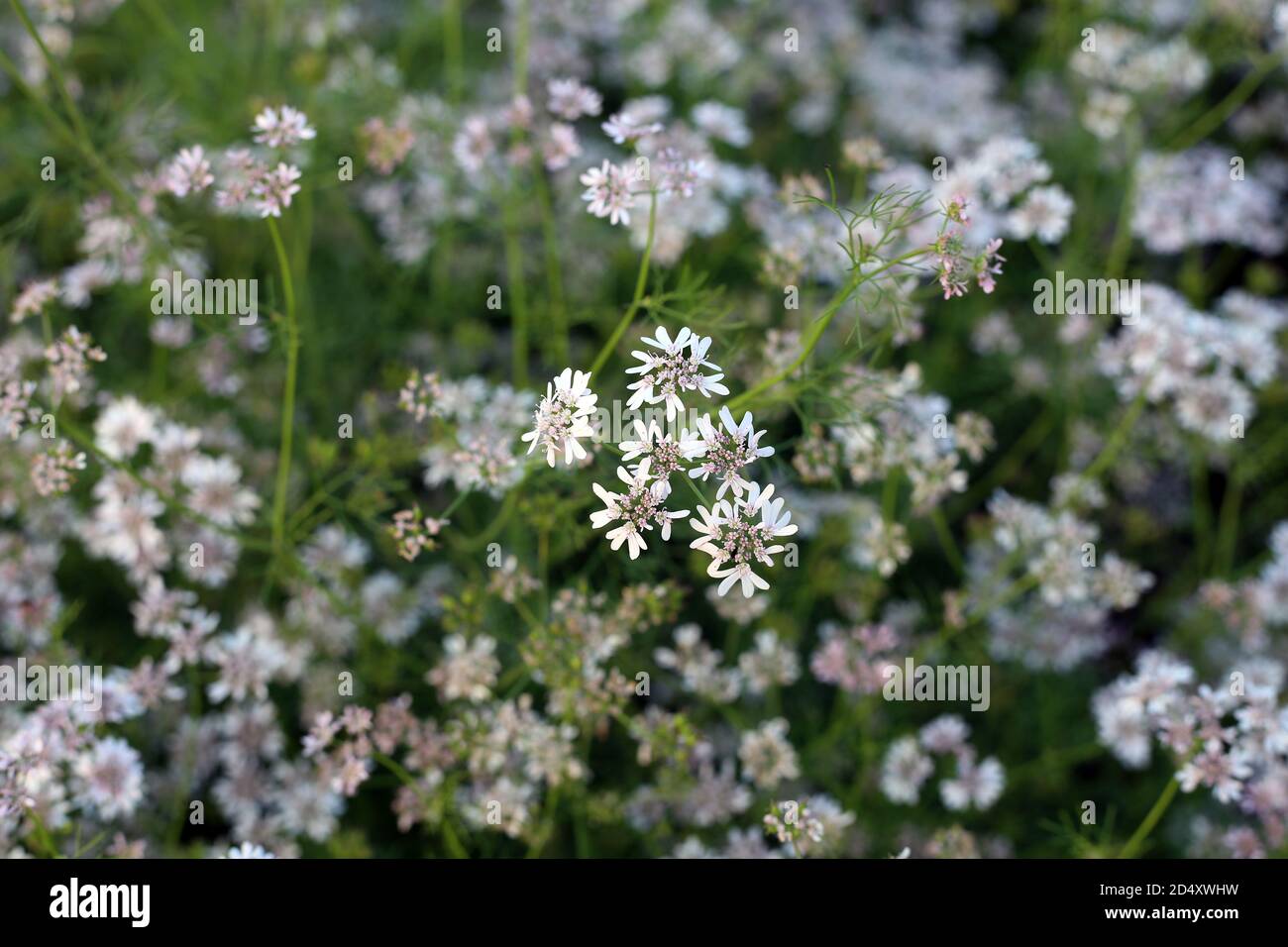 Coriander flowers and coriander agriculture fields Stock Photo - Alamy