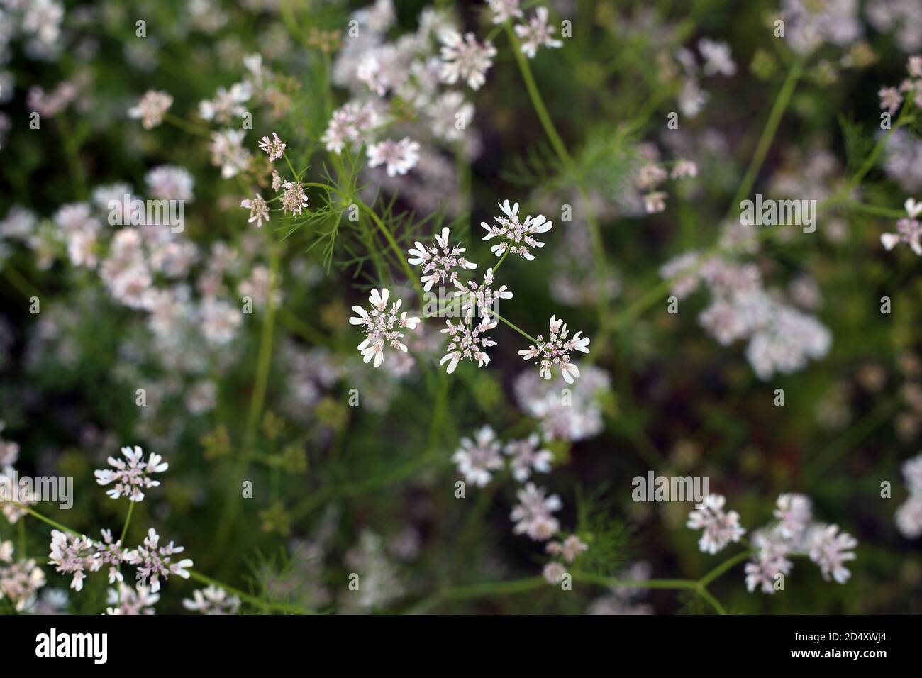 Coriander flowers and coriander agriculture fields Stock Photo - Alamy
