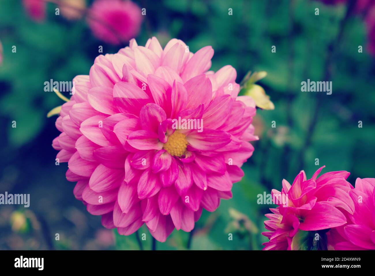 Close-up view of Flowers in flower Gardens; in Germany during summer ...