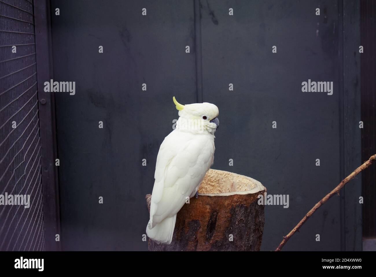 White Cockatoo in zoo enclosure Stock Photo - Alamy
