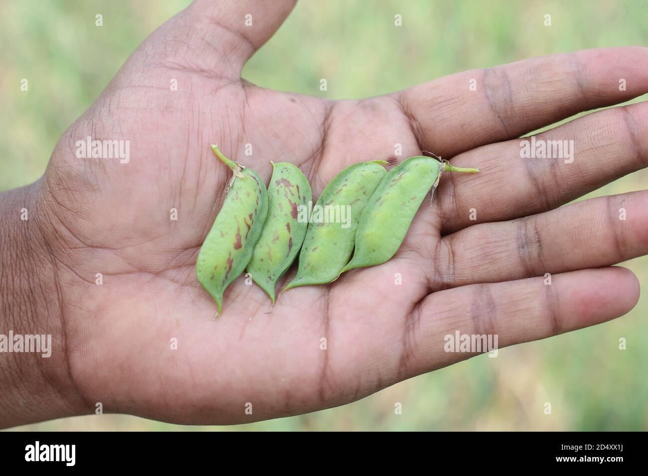 Indian Pea, Kheshari Dal and Khaasfood Stock Photo - Alamy
