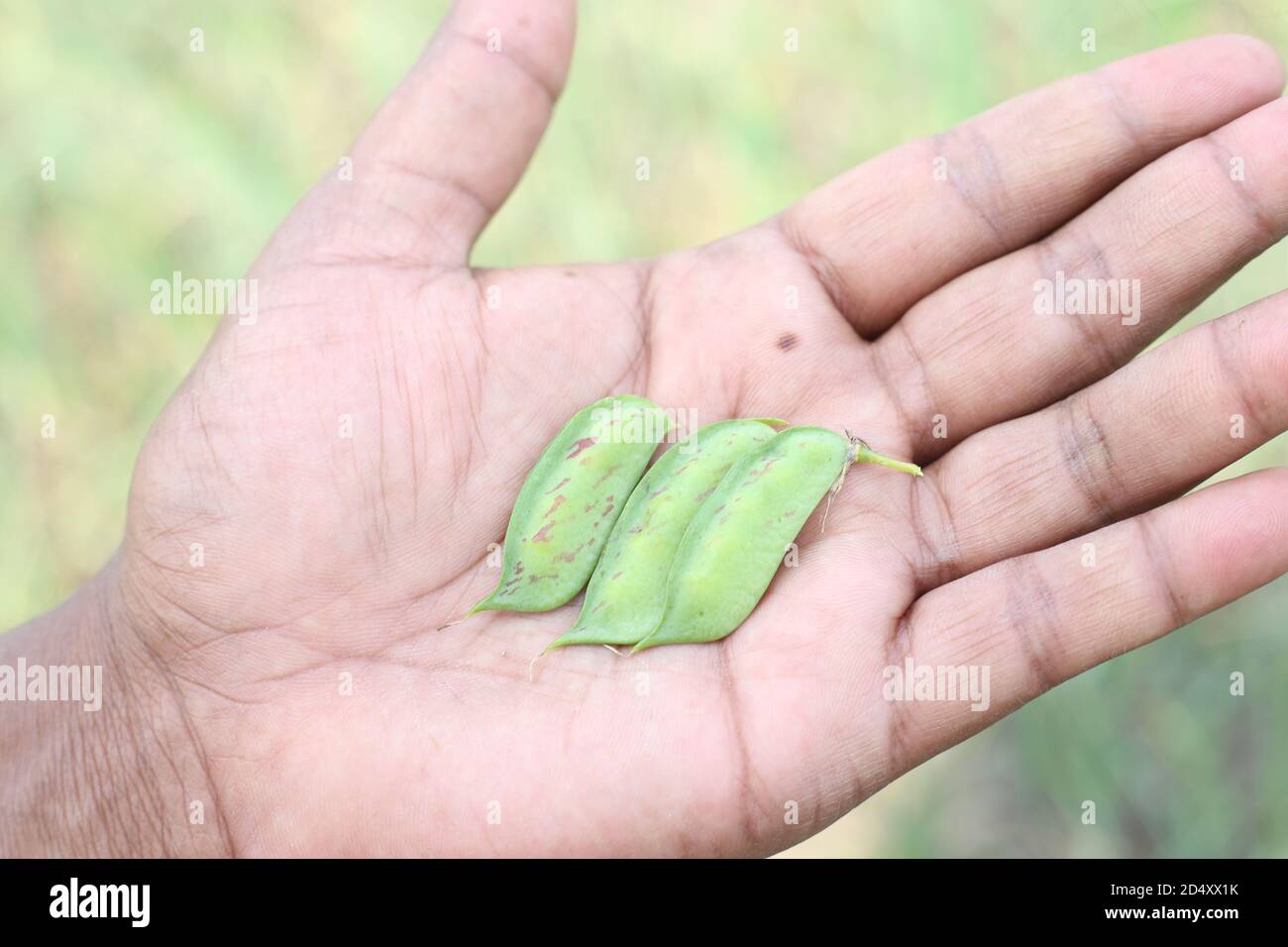 Indian pea puffer fish hi-res stock photography and images - Alamy