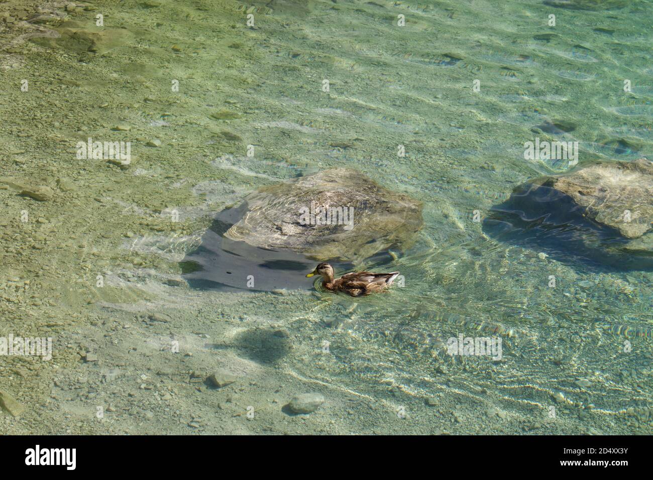 Duck floating in clear water with ripples and boulders Stock Photo - Alamy