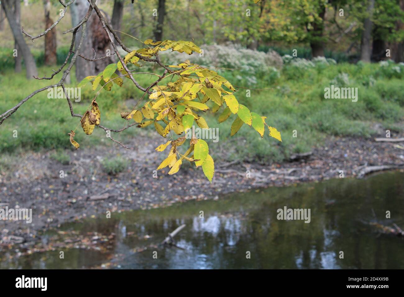 Yellow black walnut leaves over above the North Branch of the Chicago ...