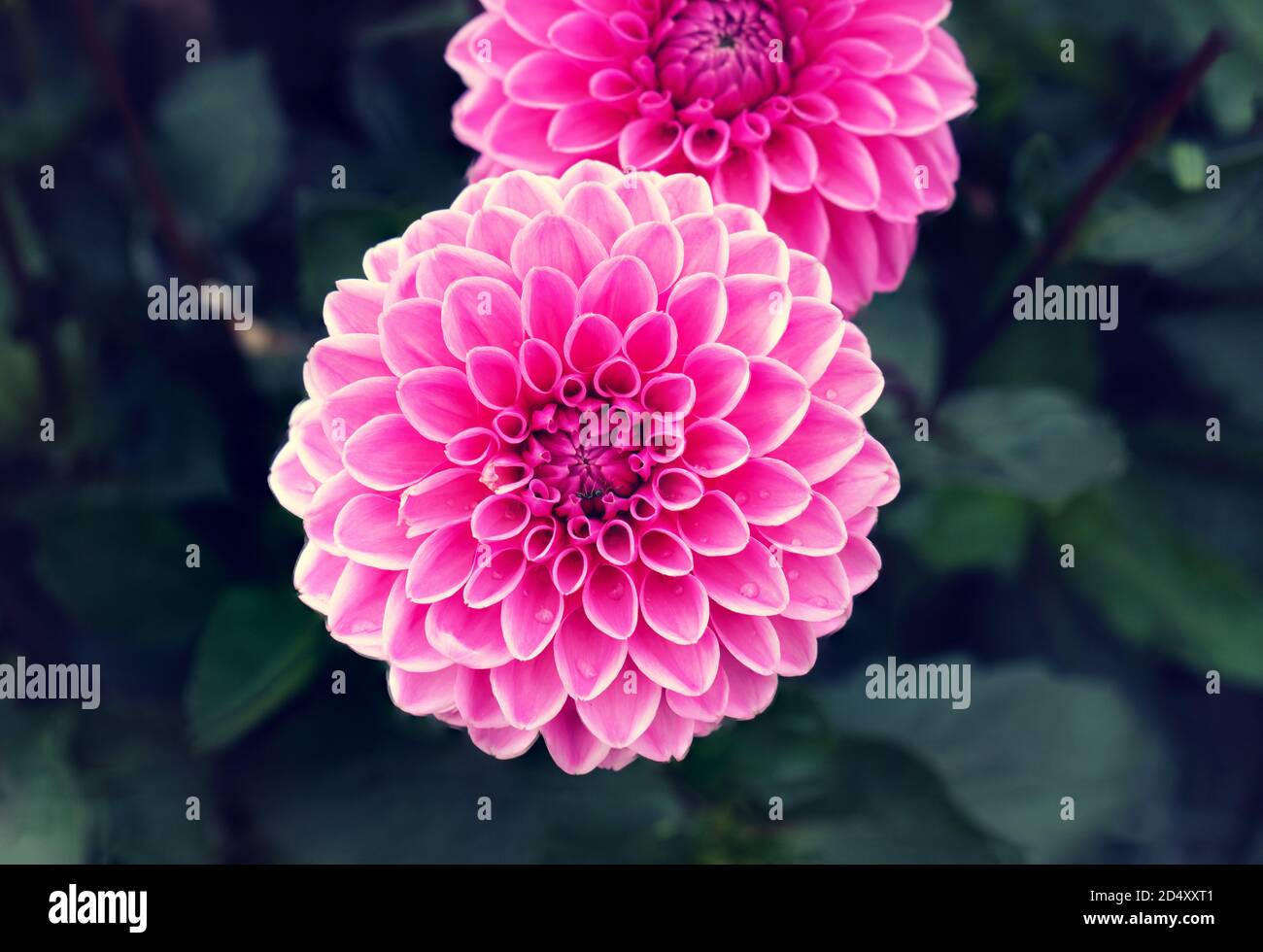 Close-up view of pink Sandra pom pom dahlia in Gardens; the garden is ...