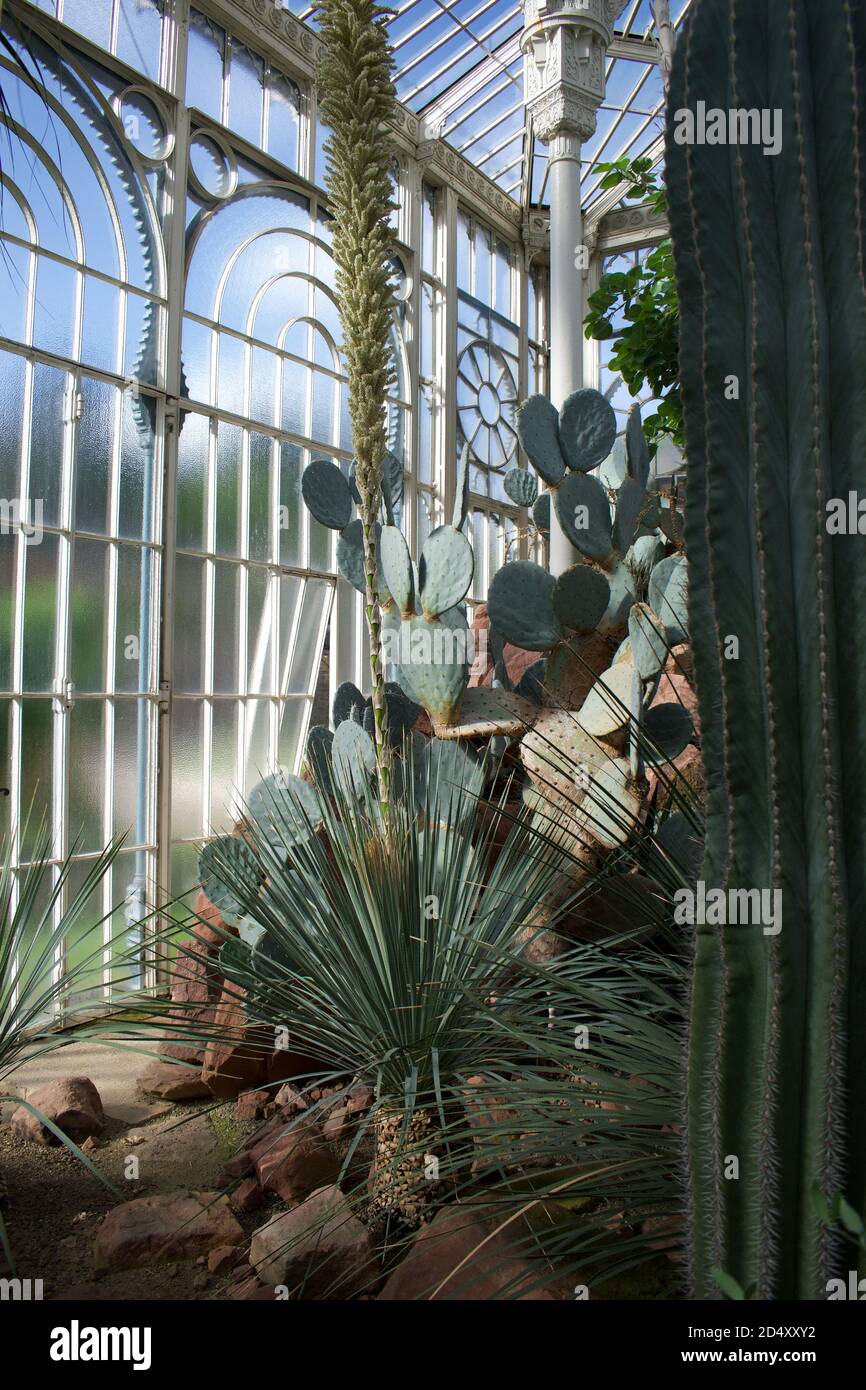 Green house filled with desert plants Stock Photo - Alamy