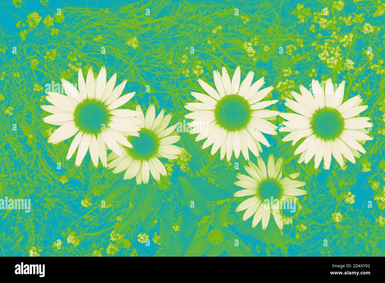 stylize color Daisy Flowers using gradient map filter and bold, vibrate ...
