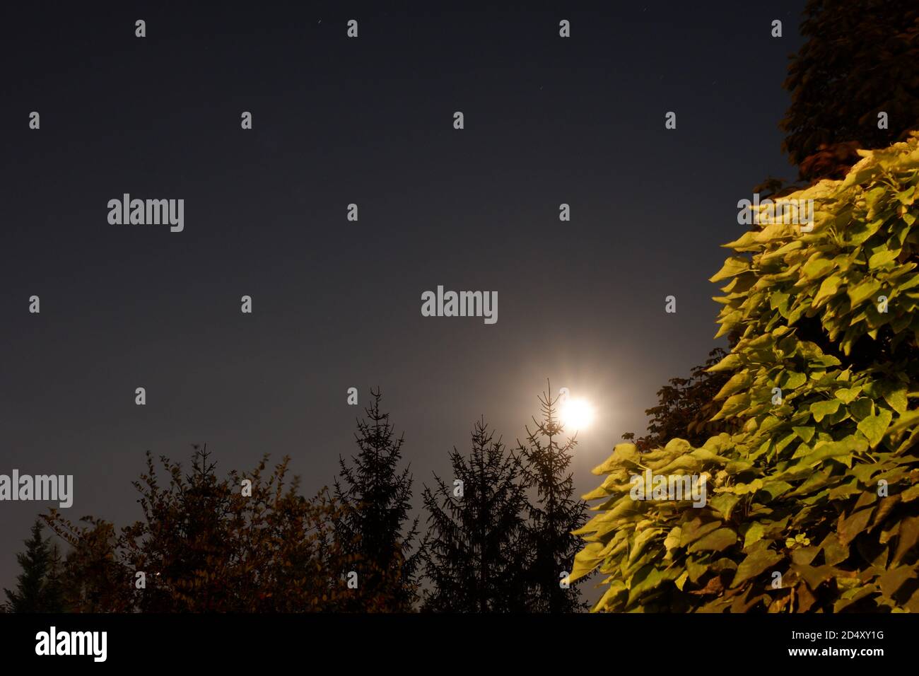 Moon over trees at night Stock Photo - Alamy