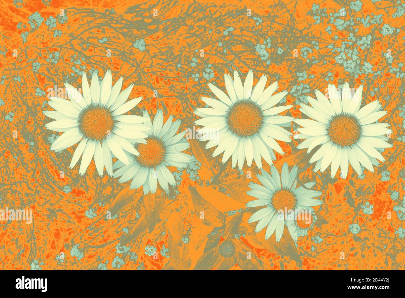 stylize color Daisy Flowers using gradient map filter and bold, vibrate ...