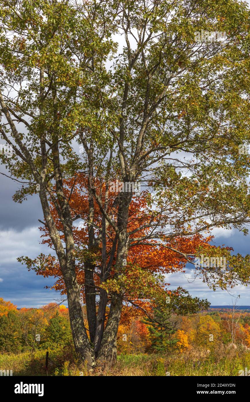 A beautiful autumn view in northern Wisconsin Stock Photo - Alamy