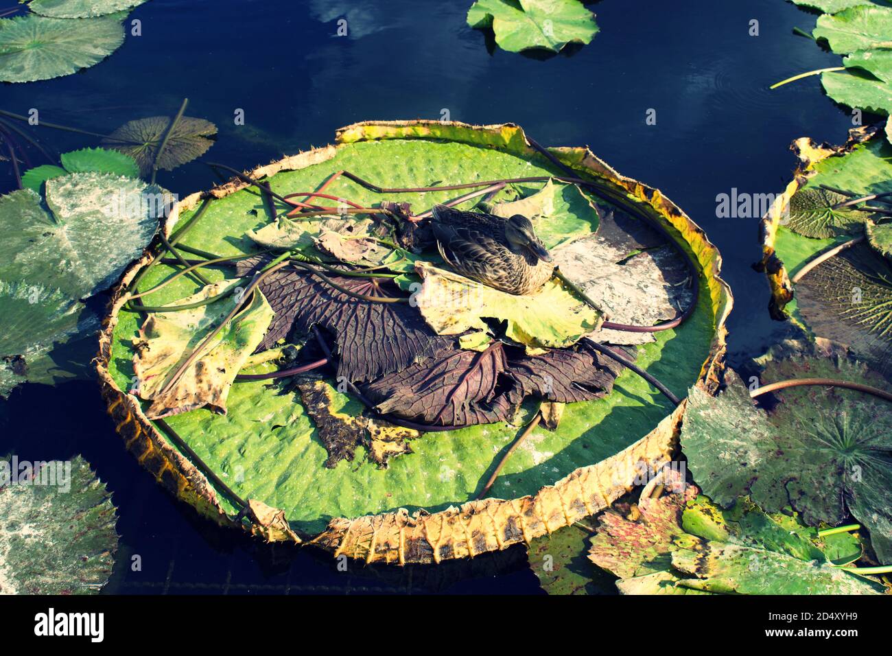 Man made pond with Duck nesting in Victoria amazonica leaf Stock Photo ...