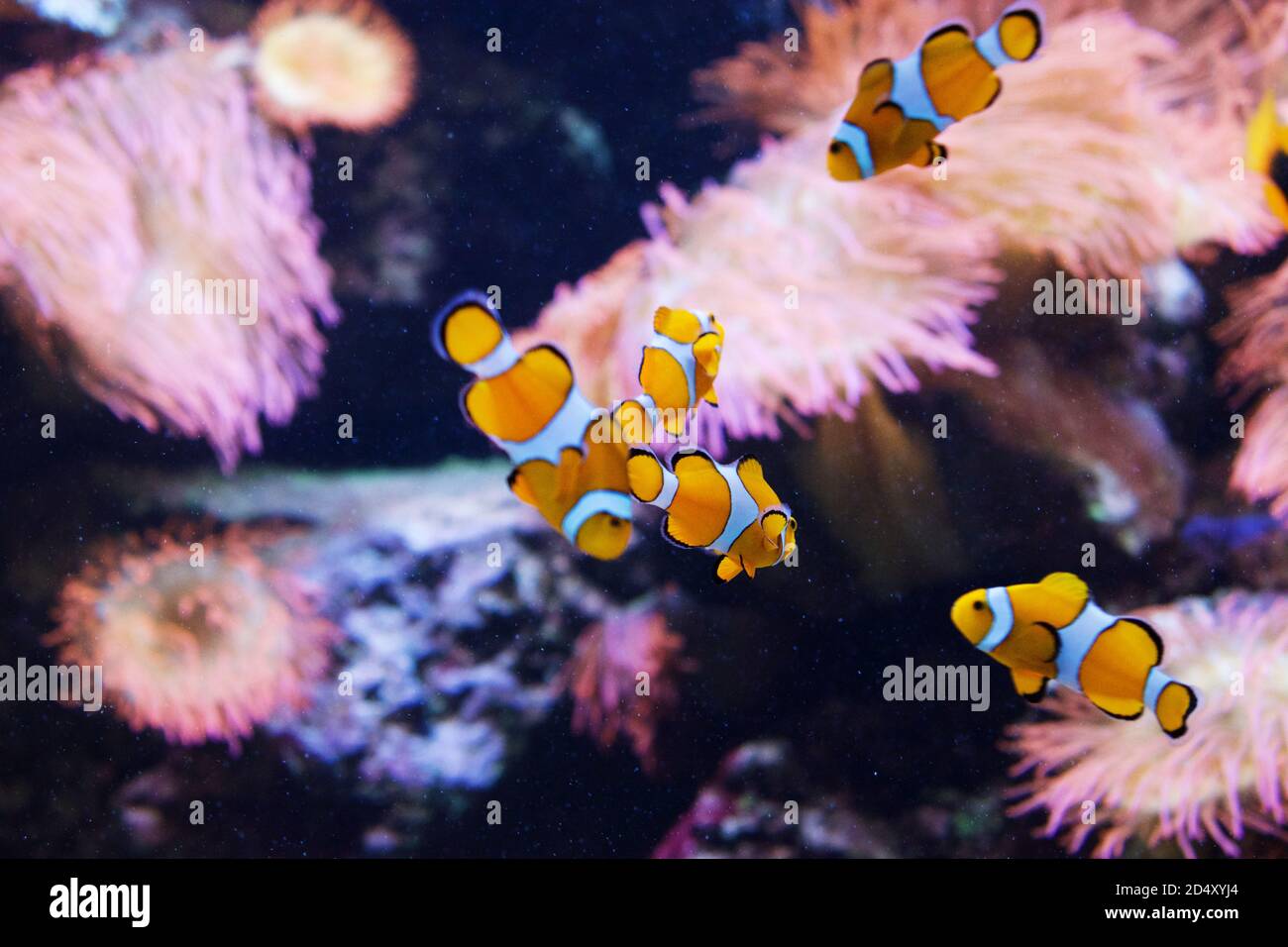 Large aquarium saltwater tank with bright vibrant colors, Clown Fish ...