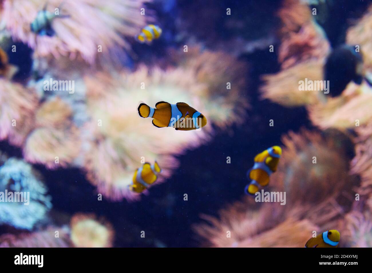 Large aquarium saltwater tank with bright vibrant colors, Clown Fish ...