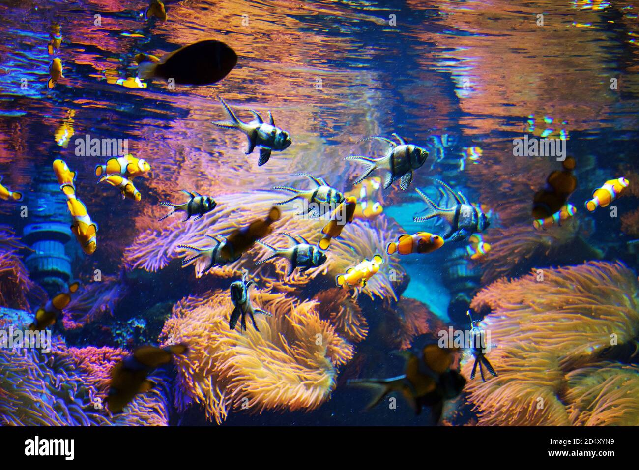 Happy clownfish hi-res stock photography and images - Alamy