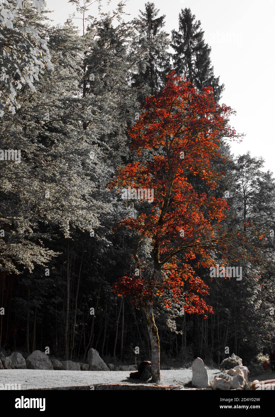 Red leaf tree only color in a photo of outdoor park Stock Photo - Alamy