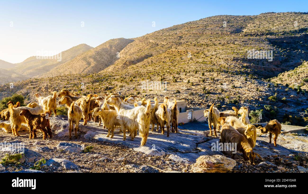 Herd of goats near a small village on Jebel Akhdar mountain in Oman ...